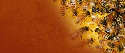 Top Pest Control Services Companies in Katy