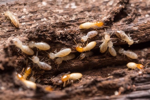 Top Pest Control Services Companies in Elgin